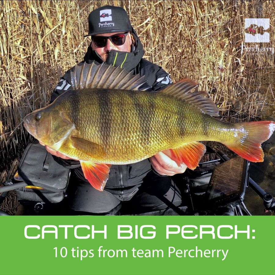 10 Tips for catching BIG Perch RAILBLAZA